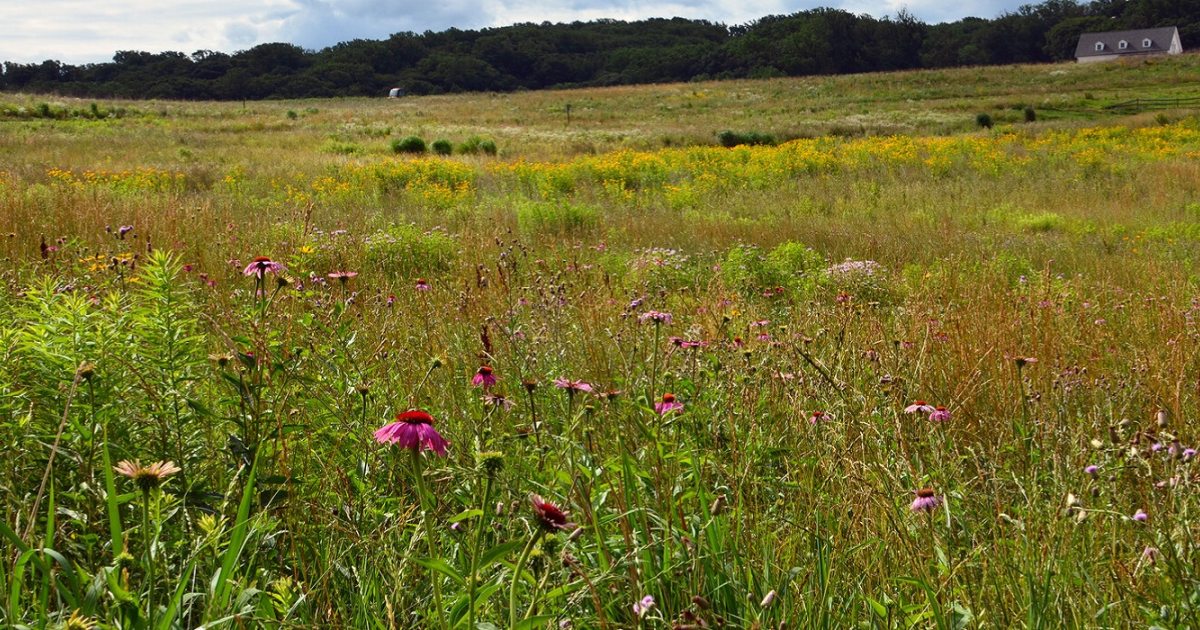 The Native Meadow Garden | Longwood Gardens